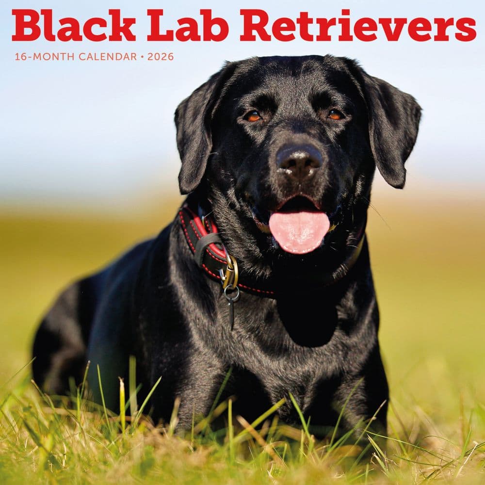 Black Lab Retriever 2026 Wall Calendar - Calendars.com