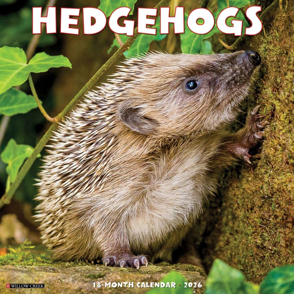 Hedgehogs 2026 Wall Calendar - Calendars.com