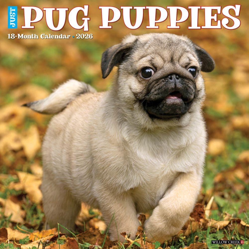 Pug Puppies Just 2026 Wall Calendar - Calendars.com