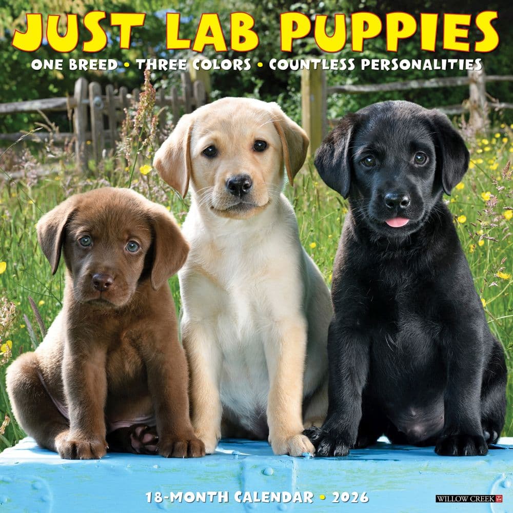 Just Lab Puppies 2026 Wall Calendar - Calendars.com