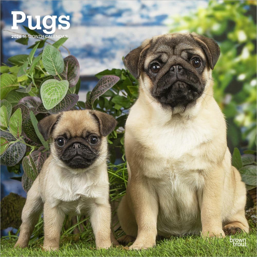 Pugs 2026 Wall Calendar - Calendars.com