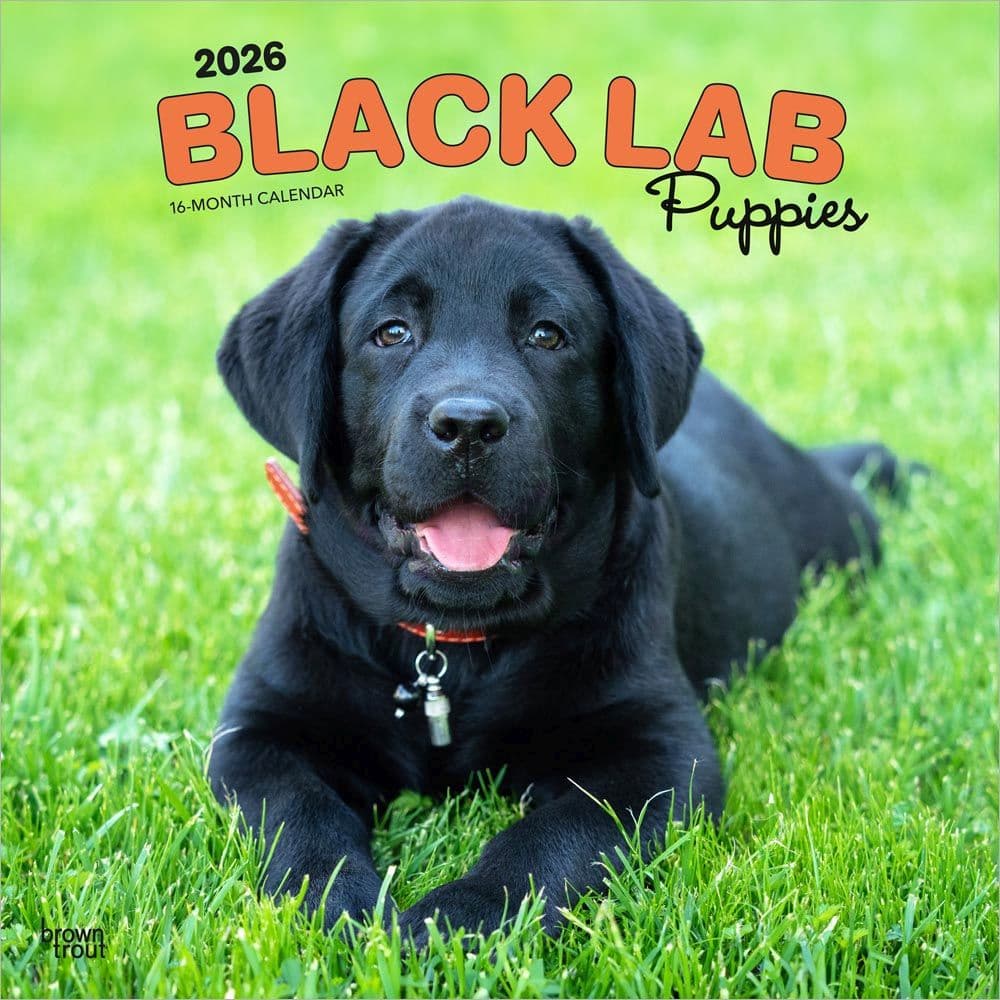 Black Lab Retriever Puppies 2026 Wall Calendar - Calendars.com