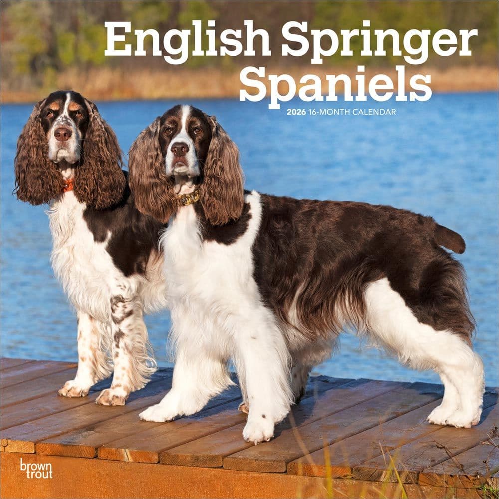 English Springer Spaniels 2026 Wall Calendar - Calendars.com
