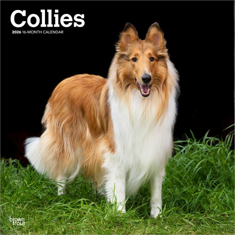 Collies 2026 Wall Calendar - Calendars.com