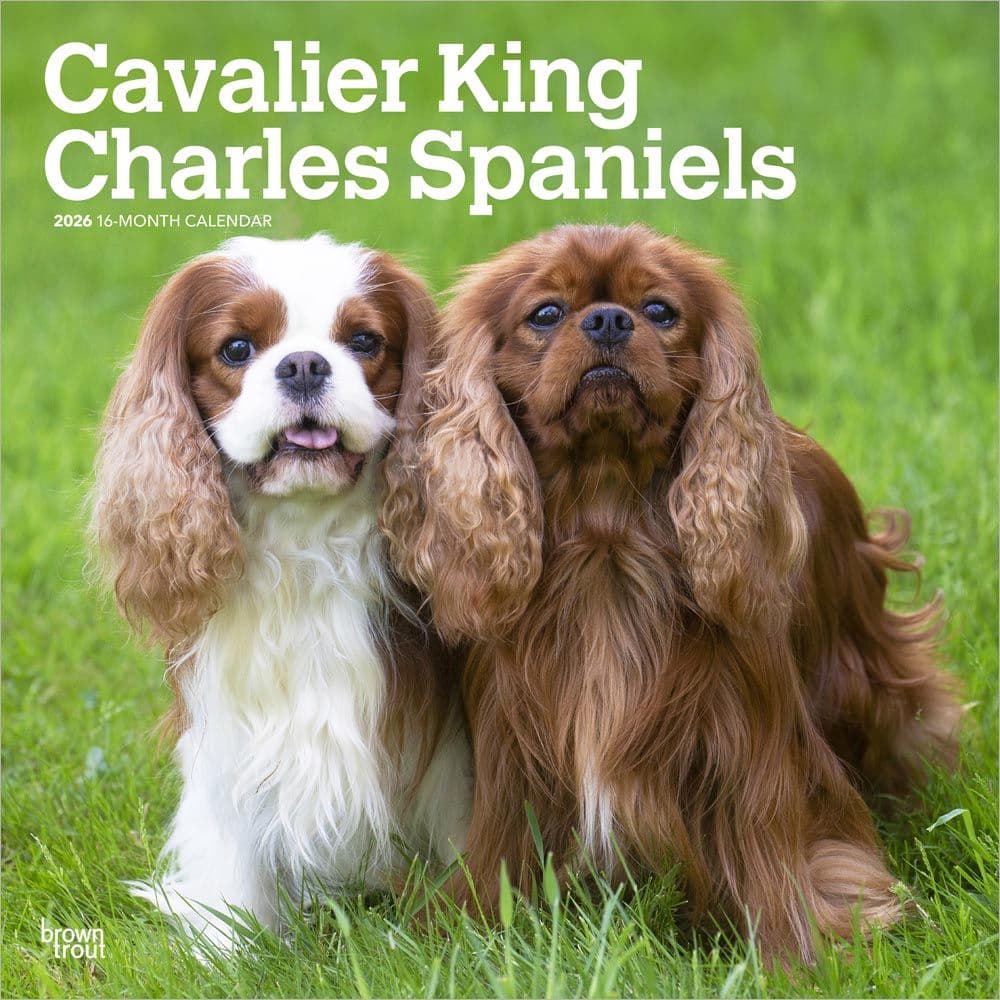 Cavalier King Charles 2026 Wall Calendar - Calendars.com