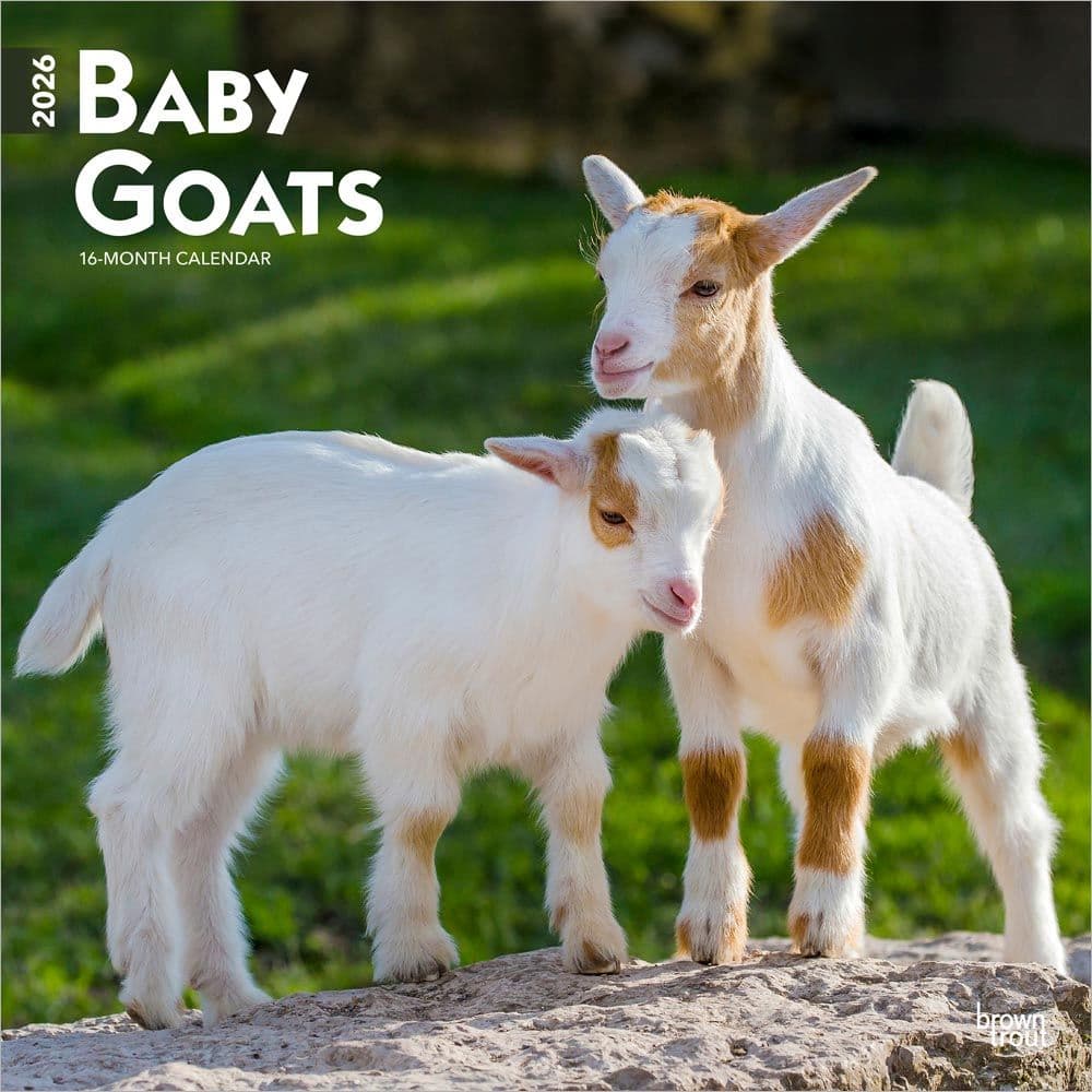 Baby Goats 2026 Wall Calendar - Calendars.com