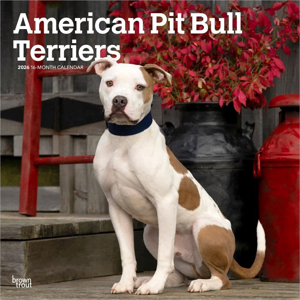 Pit Bull Terriers 2026 Wall Calendar - Calendars.com