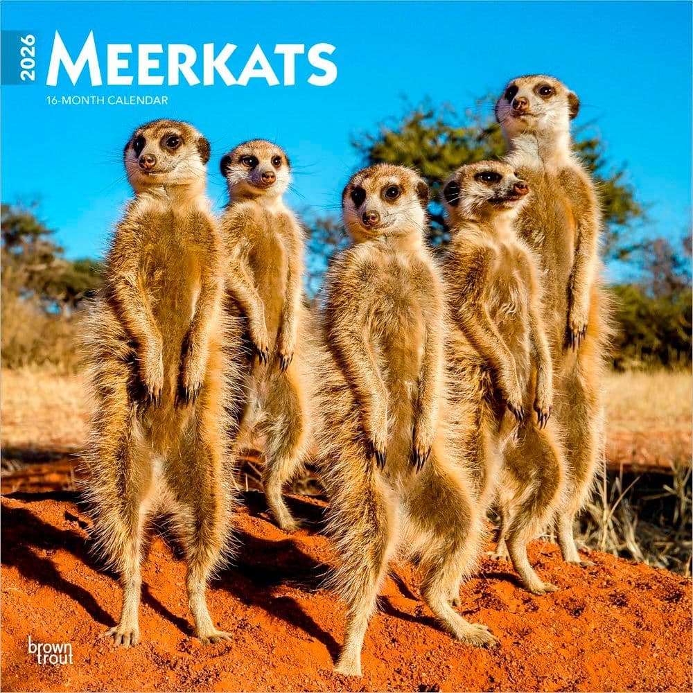 Meerkats 2026 Wall Calendar - Calendars.com