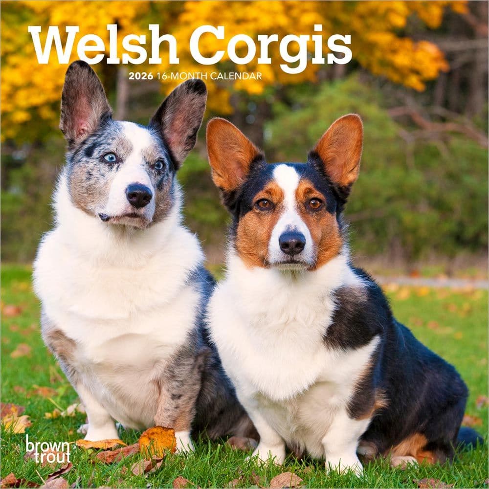 Welsh Corgi 2026 Mini Wall Calendar - Calendars.com