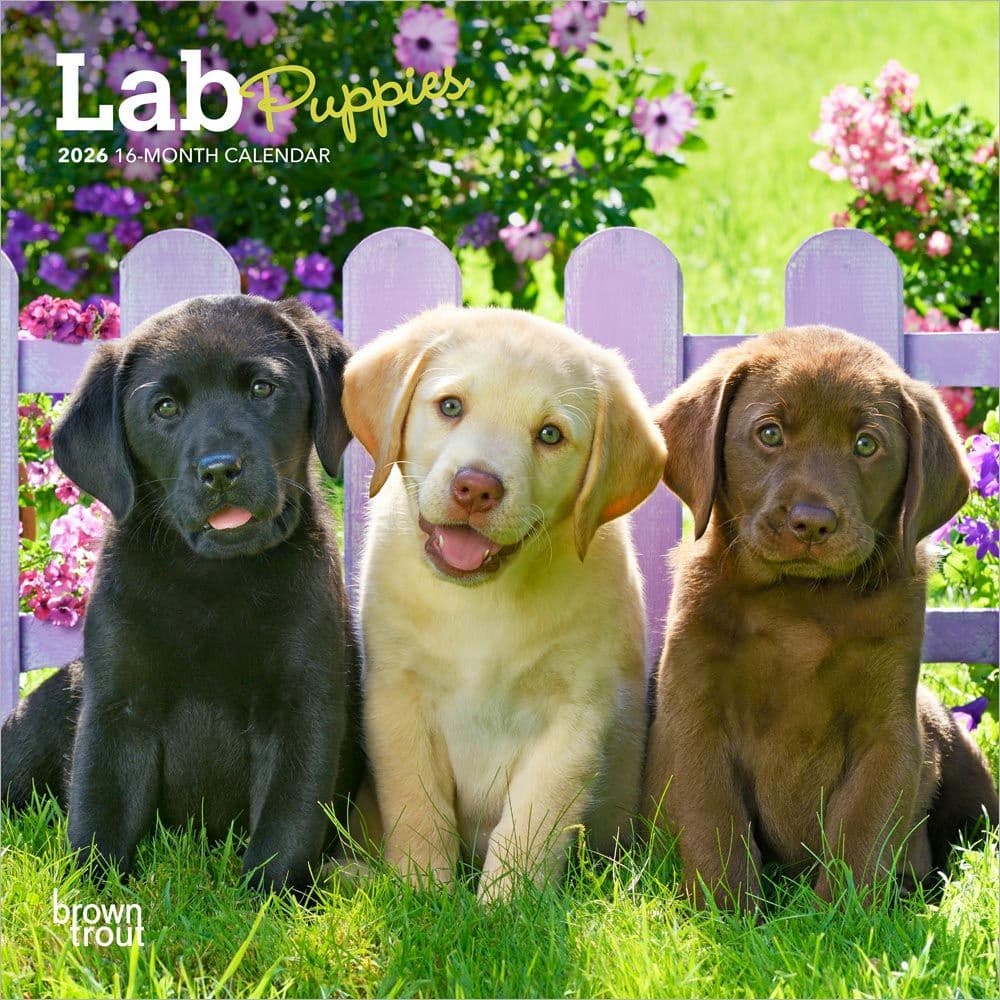Lab Retriever Puppies 2026 Mini Wall Calendar - Calendars.com