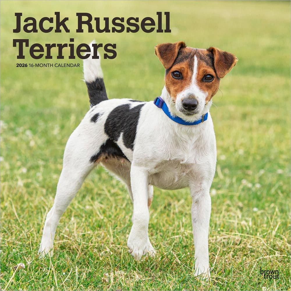 Jack Russell Terriers 2026 Wall Calendar - Calendars.com