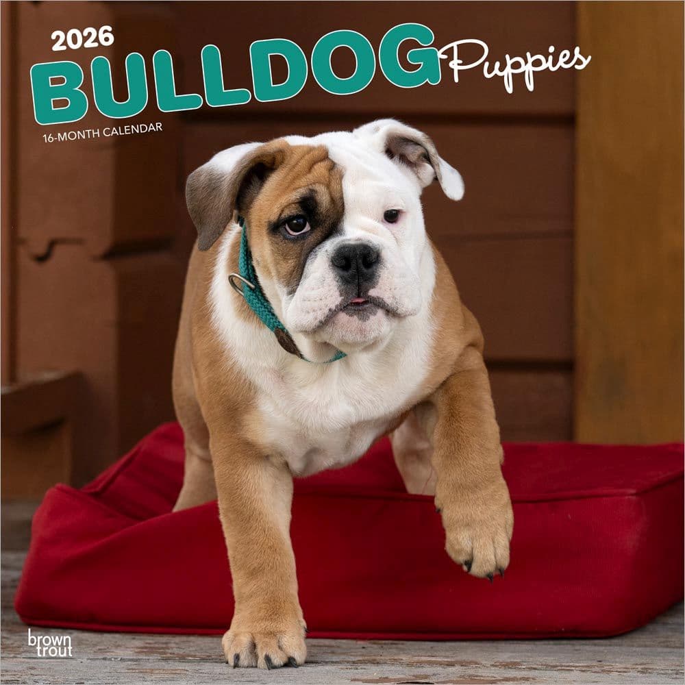 Bulldog Puppies 2026 Wall Calendar - Calendars.com
