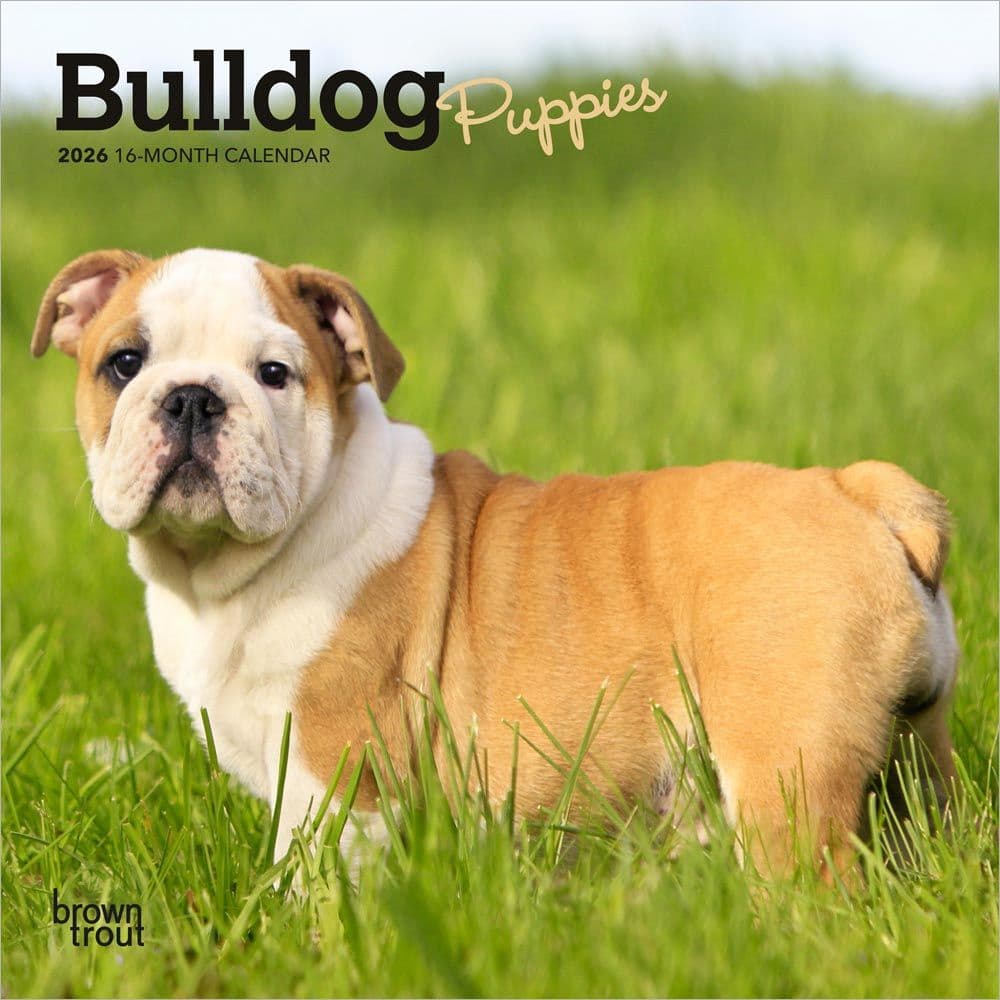 Bulldog Puppies 2026 Mini Wall Calendar - Calendars.com