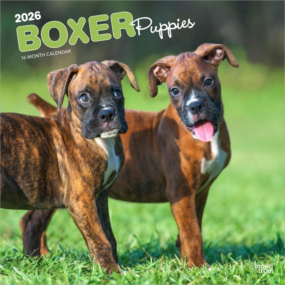 Boxer Puppies 2026 Wall Calendar - Calendars.com