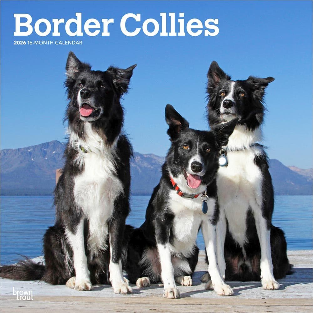 Border Collies 2026 Wall Calendar - Calendars.com