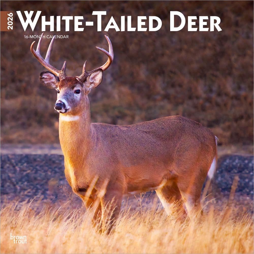 White Tailed Deer 2026 Wall Calendar - Calendars.com
