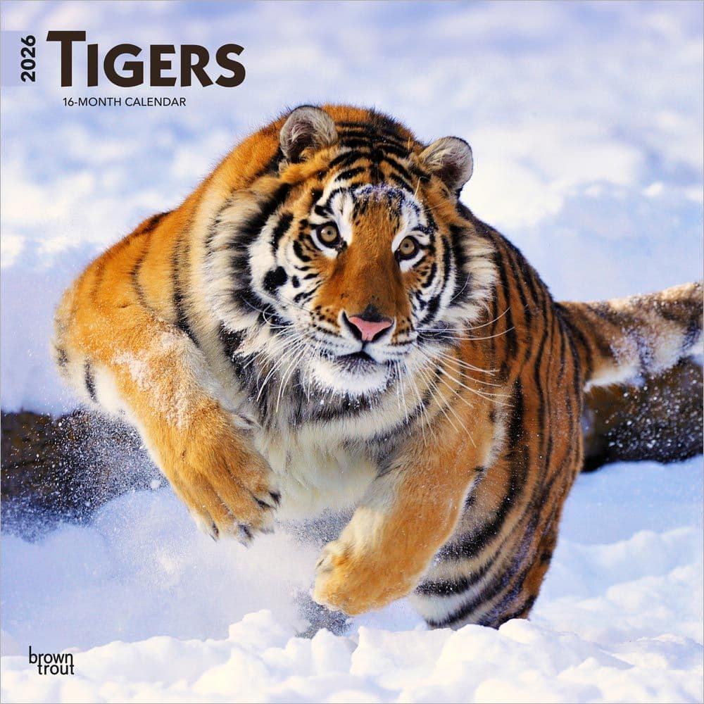 Tigers 2026 Wall Calendar - Calendars.com