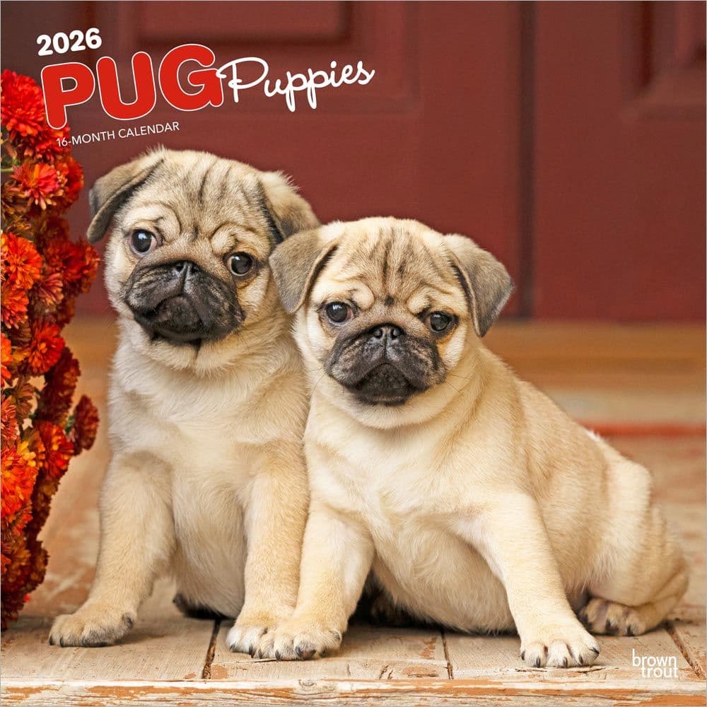 Pug Puppies 2026 Wall Calendar - Calendars.com