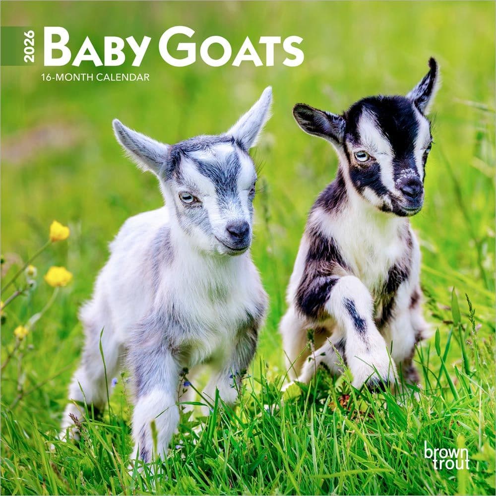 Baby Goats 2026 Mini Wall Calendar - Calendars.com