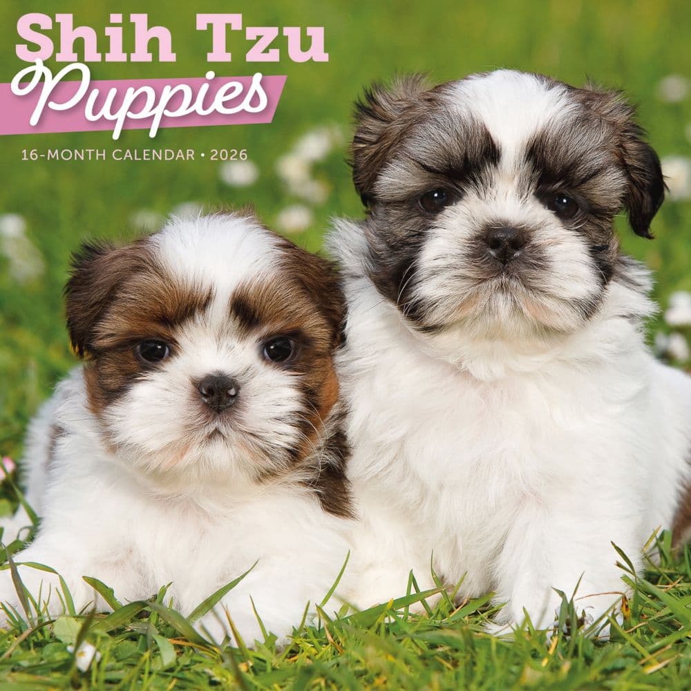Shih Tzu Puppies 2026 Wall Calendar - Calendars.com