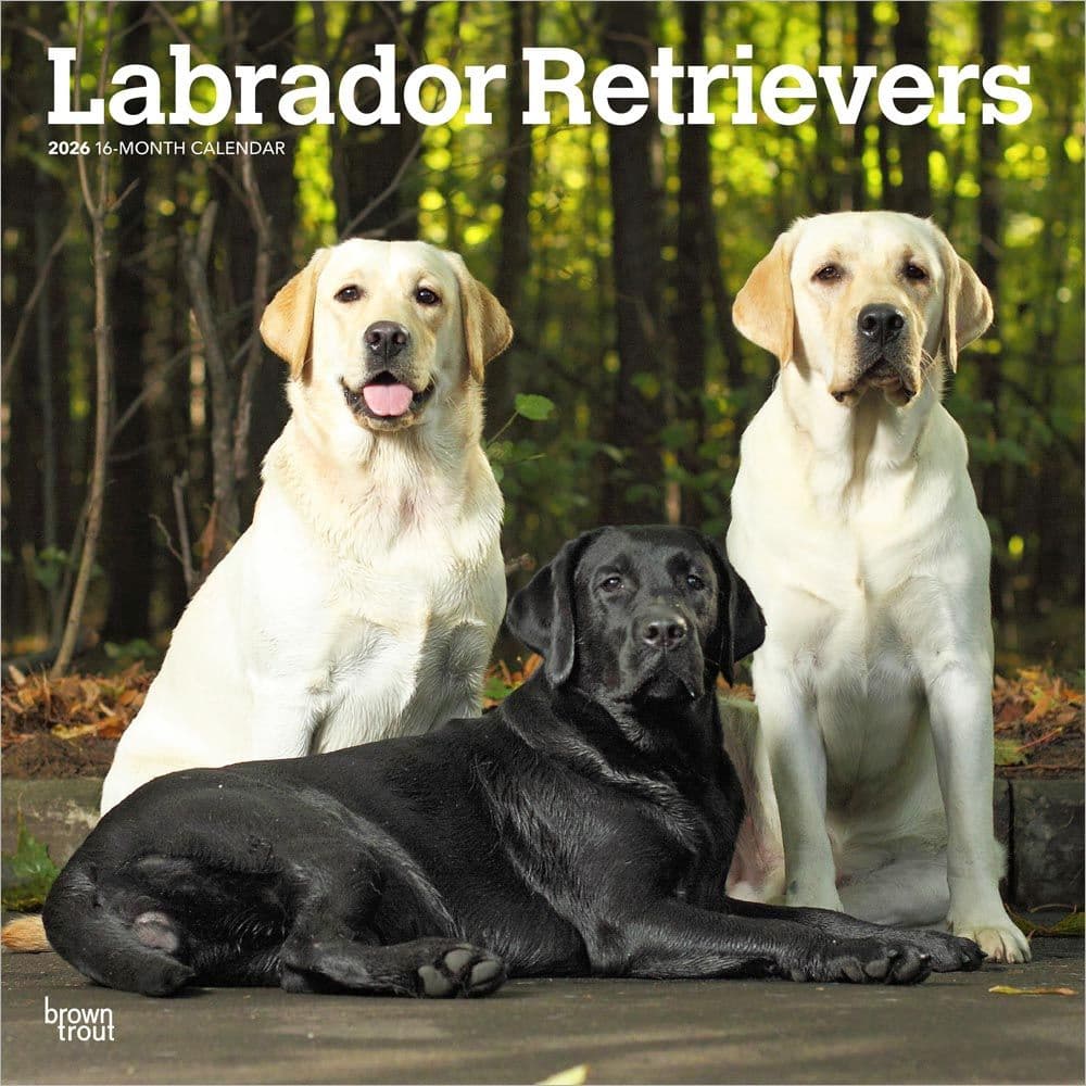 Lab Retriever 2026 Wall Calendar - Calendars.com