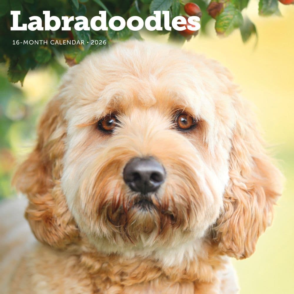 Labradoodles 2026 Wall Calendar - Calendars.com