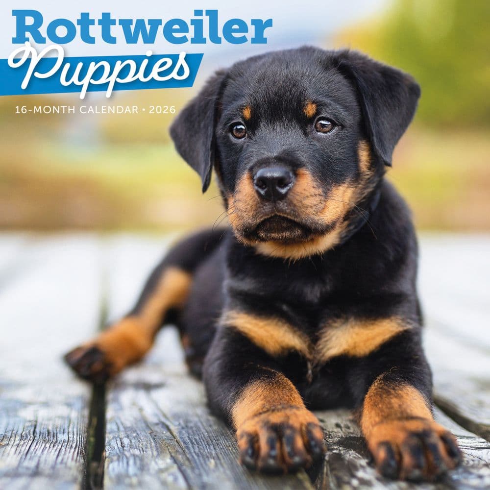 Rottweiler Puppies 2026 Wall Calendar - Calendars.com