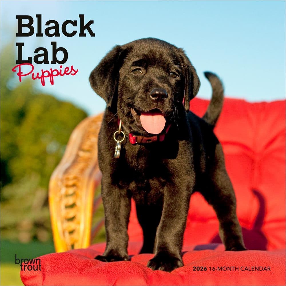Black Lab Puppies 2026 Mini Wall Calendar - Calendars.com