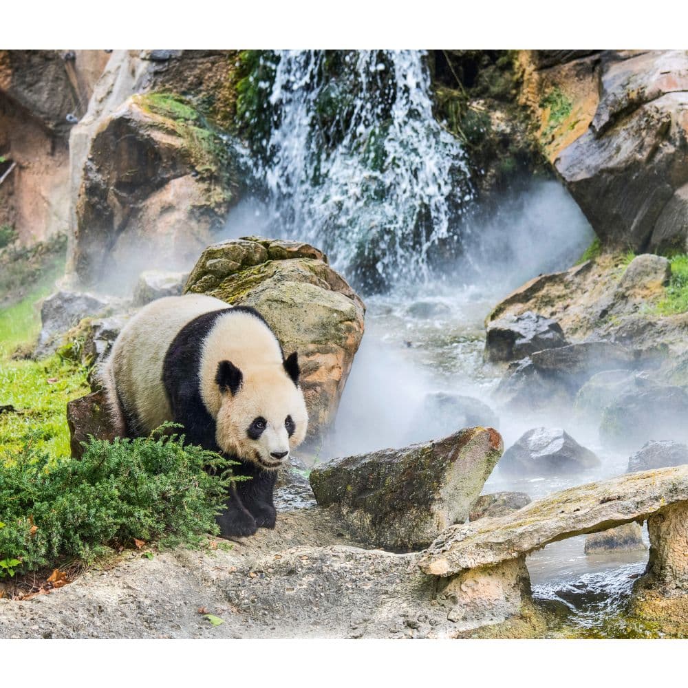 Giant Pandas WWF 2025 Wall Calendar - Calendars.com Giant Pandas WWF 2025 Wall Calendar - Calendars.com