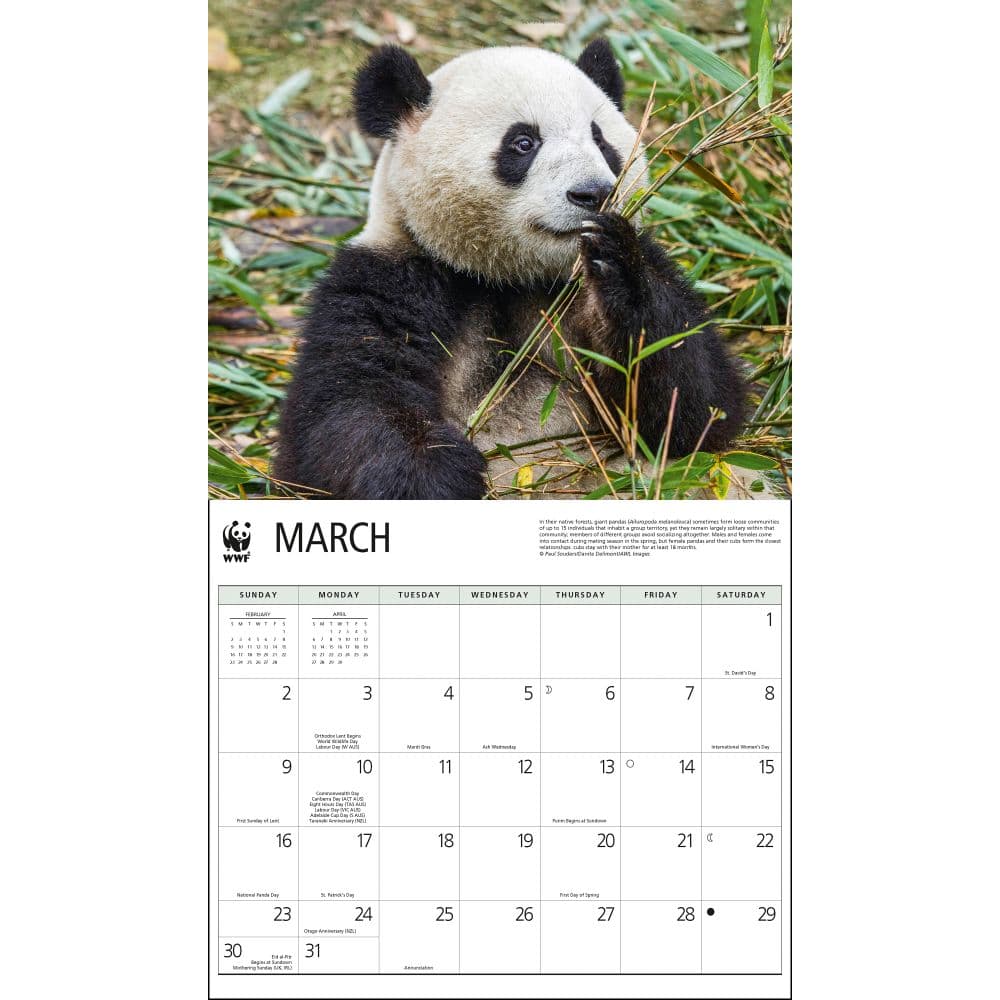 Giant Pandas WWF 2025 Wall Calendar - Calendars.com Giant Pandas WWF 2025 Wall Calendar - Calendars.com