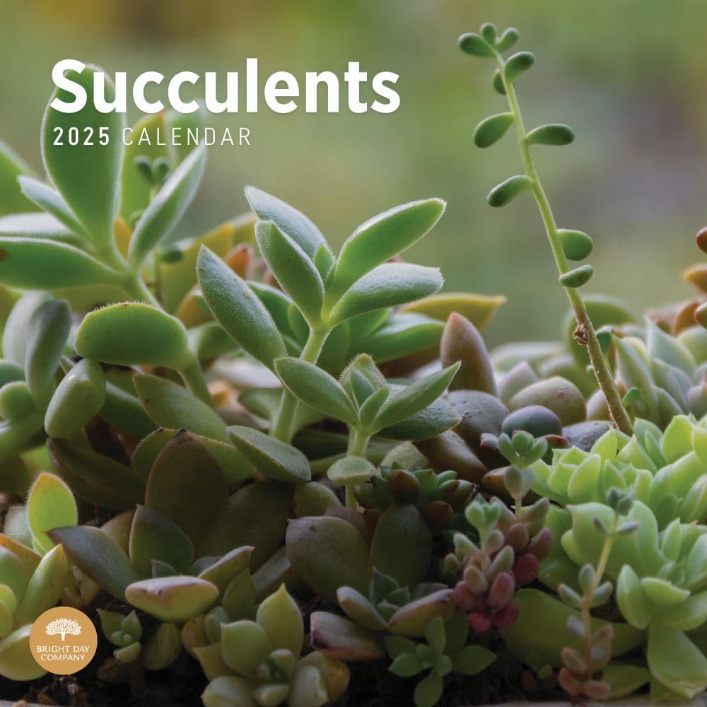 Succulents 2025 Wall Calendar - Calendars.com