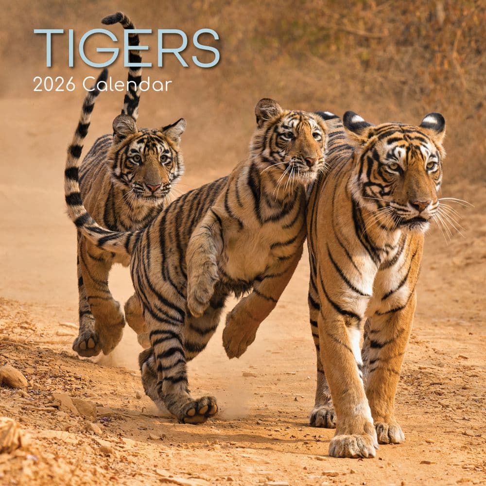 Tigers 2026 Wall Calendar - Calendars.com