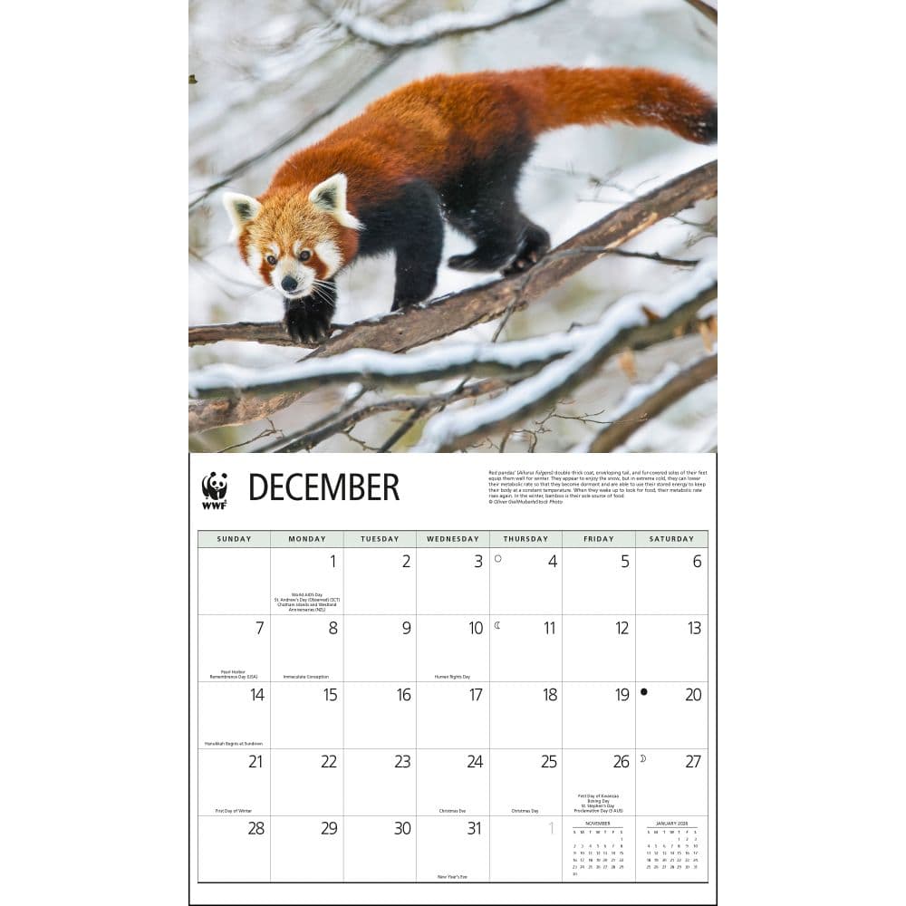 Red Pandas WWF 2025 Wall Calendar - Calendars.com Red Pandas WWF 2025 Wall Calendar - Calendars.com