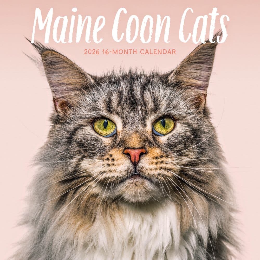 Maine Coon Cats 2026 Wall Calendar - Calendars.com